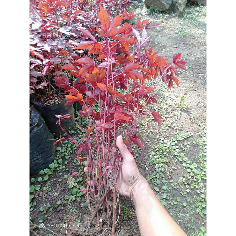Jual Bibit maple java red panama-bahan bonsai | Shopee Indonesia