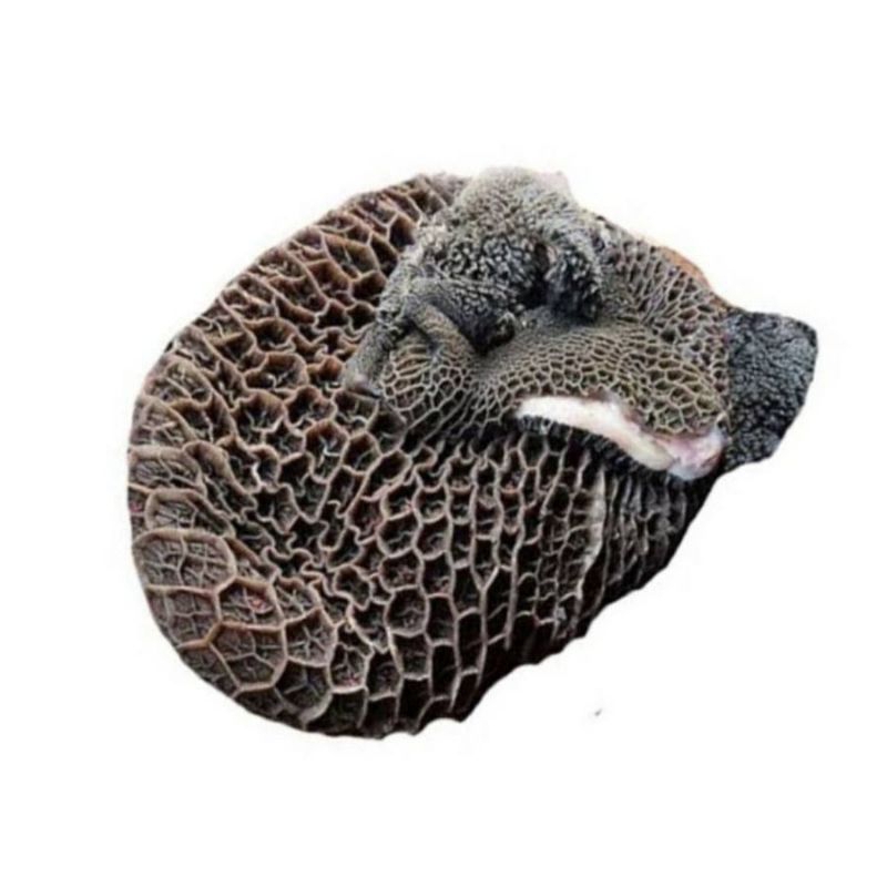 Jual Babat Sapi segar 1kg | Shopee Indonesia