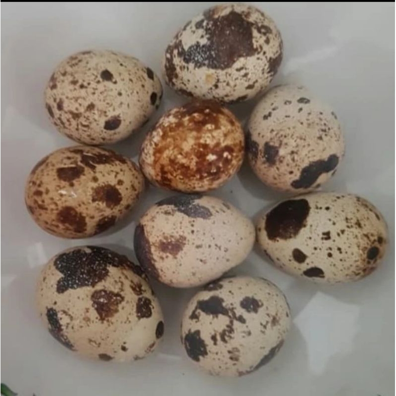 Jual Telur Puyuh Matang | Shopee Indonesia