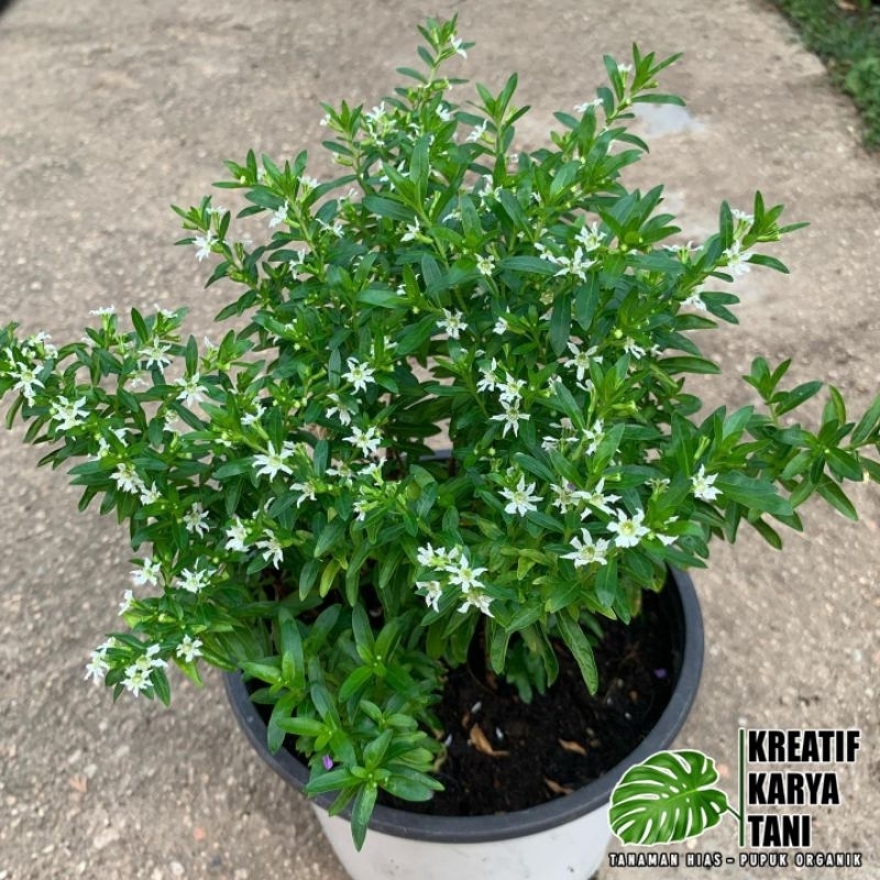 Jual Tanaman hias taiwan beauty bunga putih - Taiwan beauty putih ...