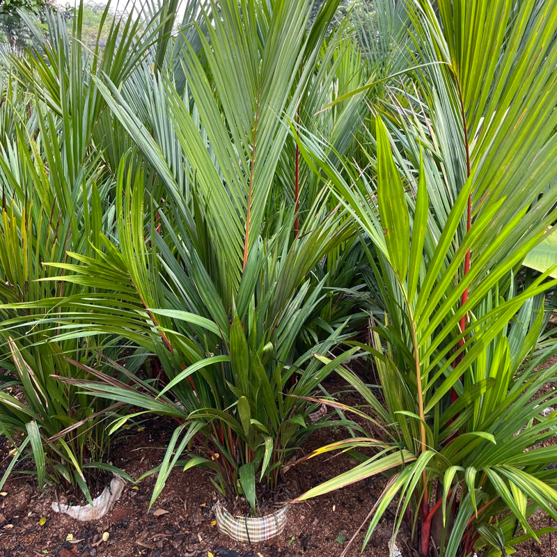 Jual Tanaman hias palm merah tinggi 1 meter tanaman palem merah pohon ...