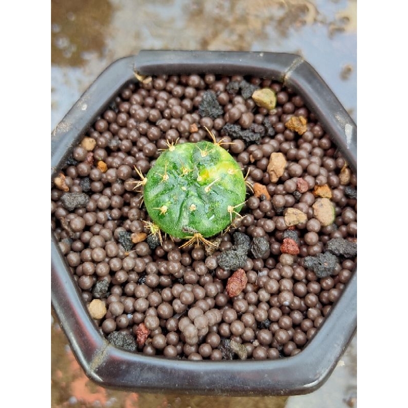Jual DAMSI VARIGATA//KAKTUS//GYMNOCALYCIUM//MIHANOVICHI//MIHA VARIGATA ...