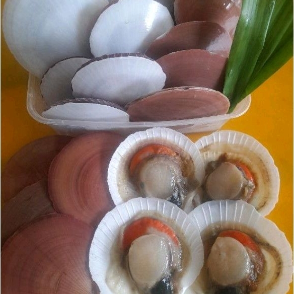 Jual KERANG SIMPING | SCALLOP {CIKARANG-TAMBUN} PREMIUM FRESH TERMURAH ...