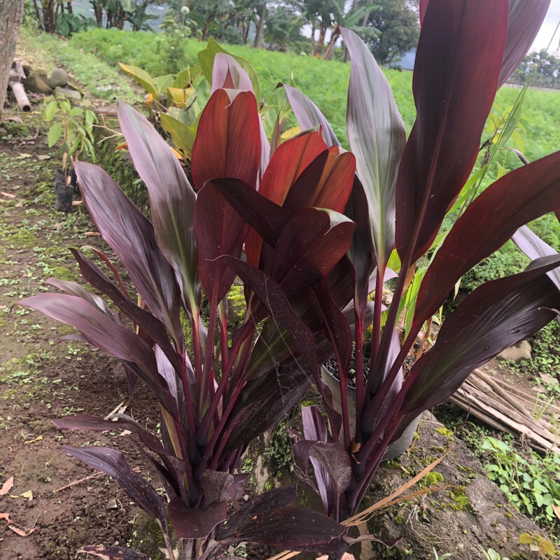 Jual Tanaman Hias hanjuang merah / Andong Merah | Shopee Indonesia