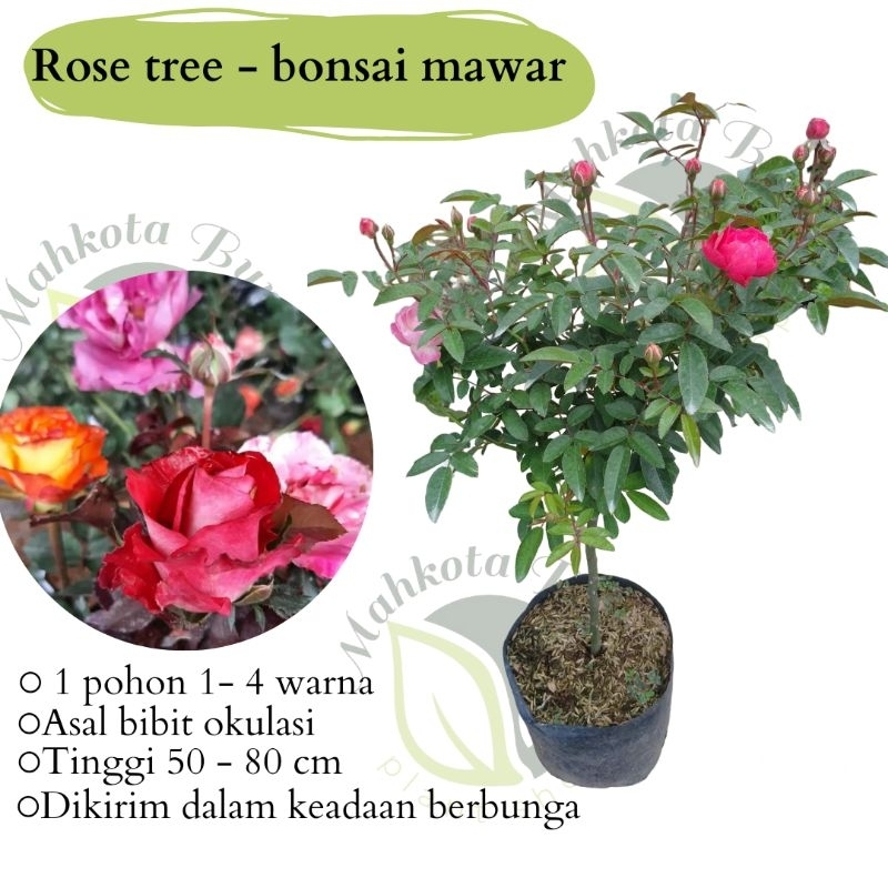 Jual mawar mini rose tree - bonsai mawar | Shopee Indonesia