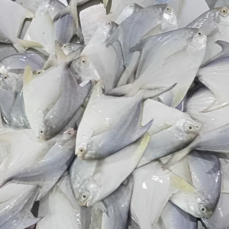 Jual IKAN BAWAL PUTIH PREMIUM {CIKARANG-TAMBUN} FRESH TERMURAH ...