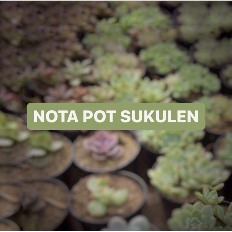 Jual NOTA POT SUKULEN | Shopee Indonesia