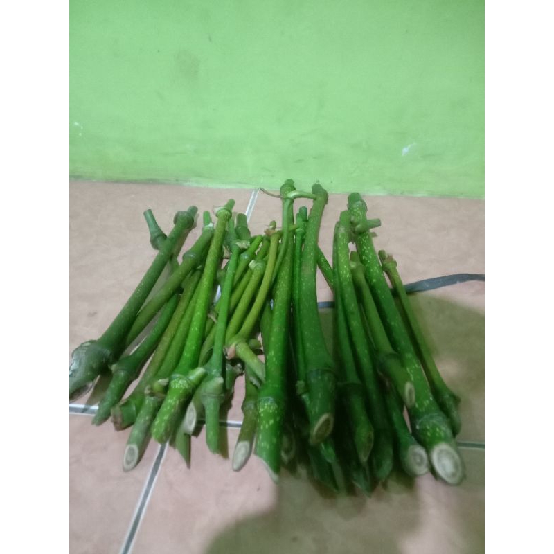 Jual Stek Bibit Melada super | Shopee Indonesia