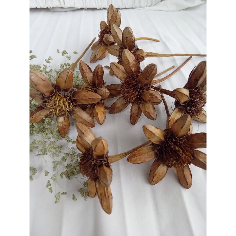 Jual dried flower / bunga kering surian (harga pertangkai) | Shopee ...