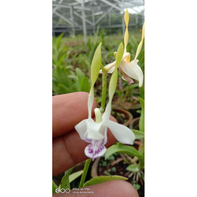 Jual Anggrek Dendrobium Stratiotes | Shopee Indonesia