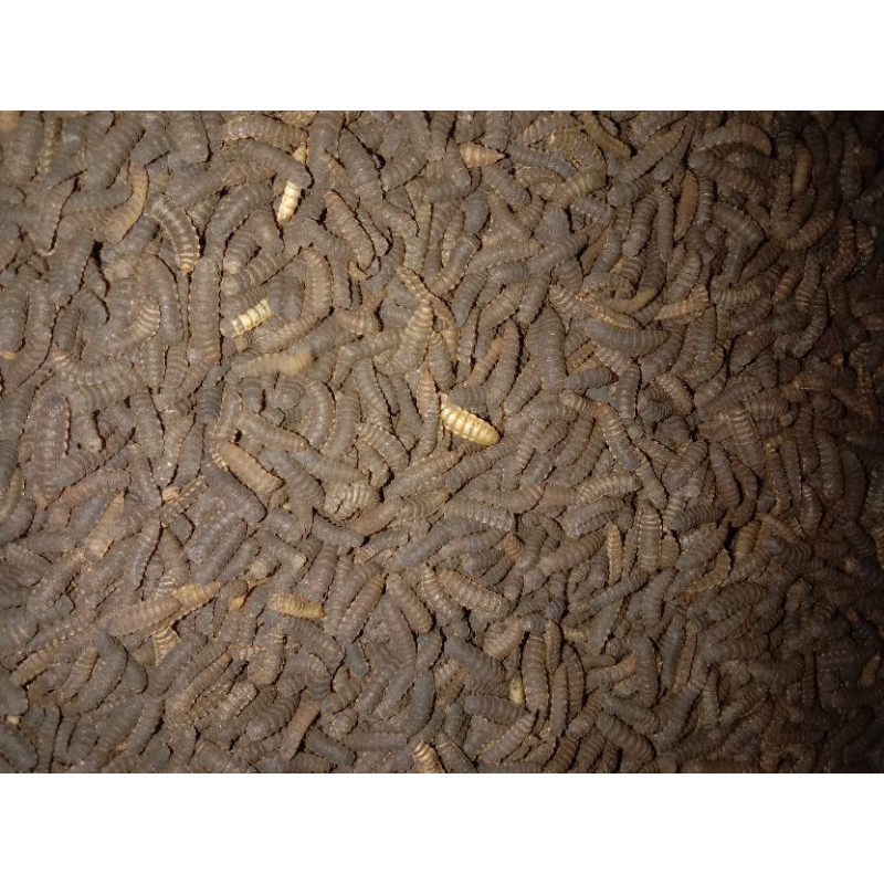 Jual MURAH!!!! PREPUPA MAGGOT BSF PER 1 KG | Shopee Indonesia