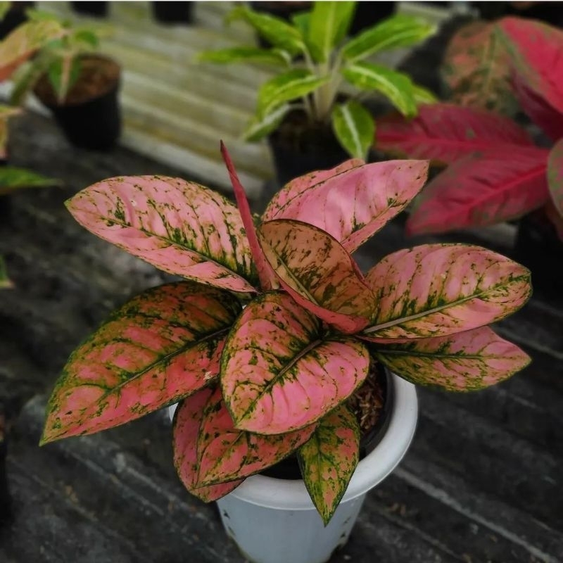 Jual Tanaman Hias Aglonema Ruby Compacta / Aglonema Aglaonema Ruby ...