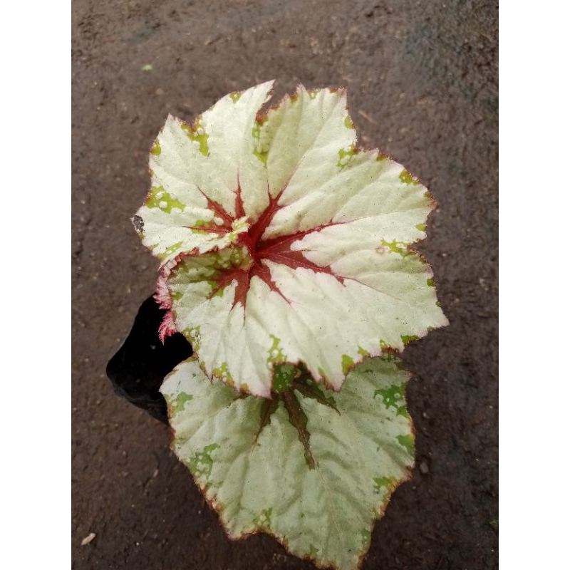 Jual begonia tapak dewa | Shopee Indonesia