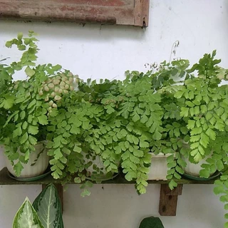 Jual Daun Suplir Terlengkap & Harga Terbaru Mei 2024 | Shopee Indonesia