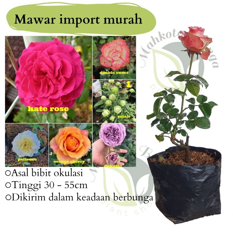 Jual mawar import murah | Shopee Indonesia
