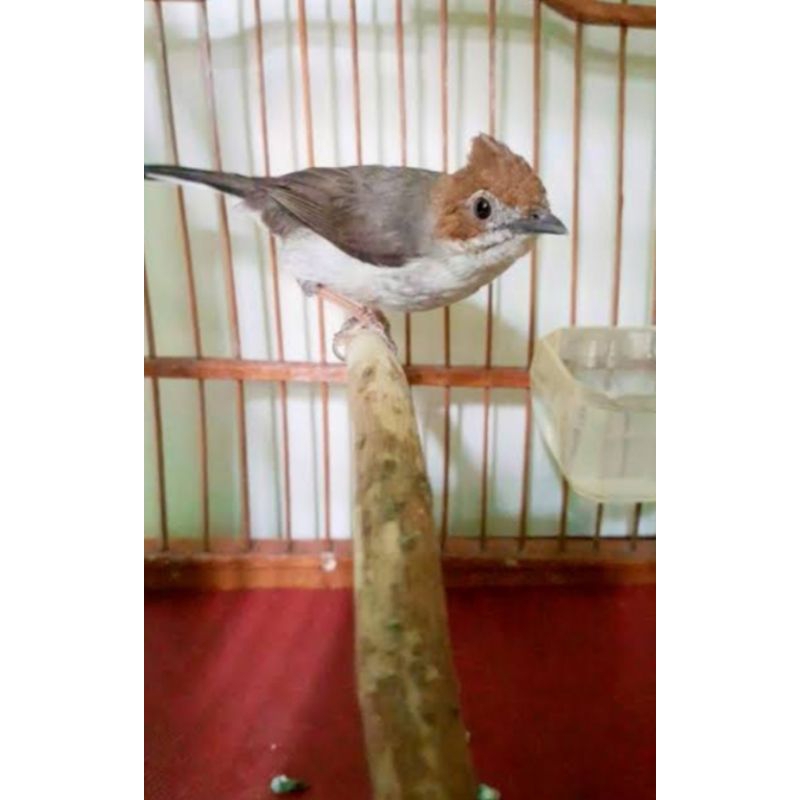 Jual burung masteran yuhina sudah bunyi | Shopee Indonesia