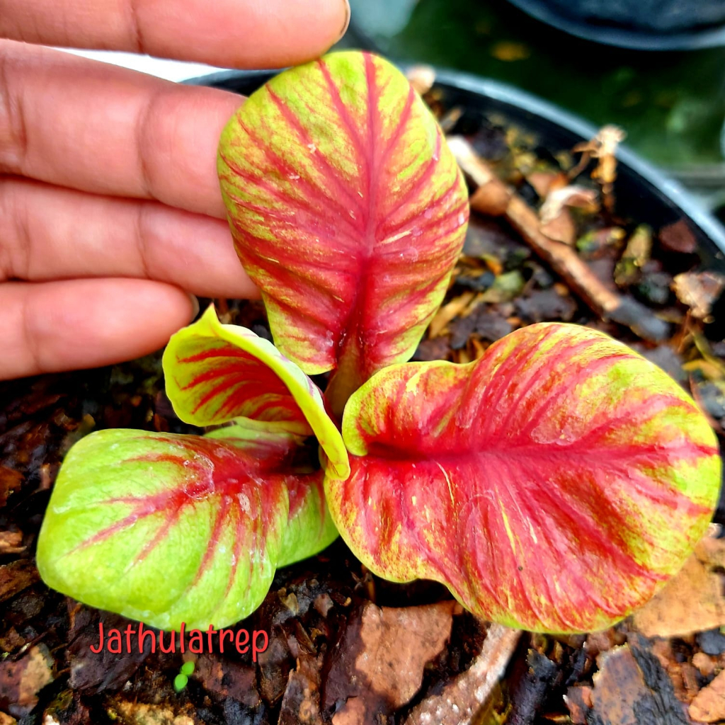 Jual Caladium Jathulatrep Mangkok Kuning / Keladi Hias Hidup Bukan ...