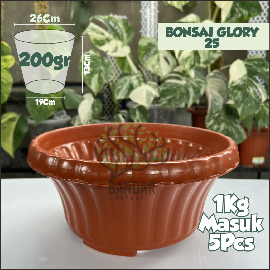 Jual pot bibit bunga tanaman hias Bonsai Glory 25 produk premium bentuk ...