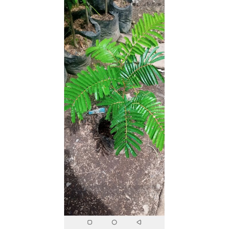 Jual tanaman pohon Pete/petai | Shopee Indonesia