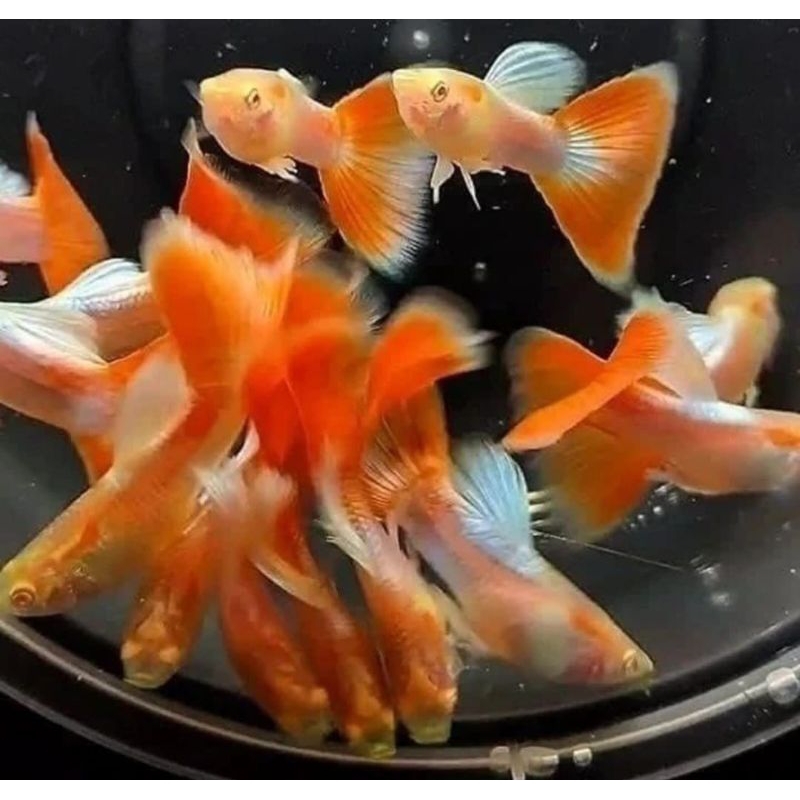 Jual ikan hias guppy albino sky red /red topaz hiasan aquarium,kolam dan aquascape sepasang ...