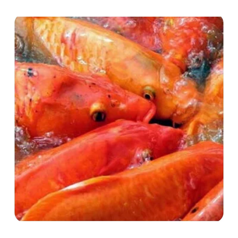 Jual ikan mas hidup 1 kg | Shopee Indonesia