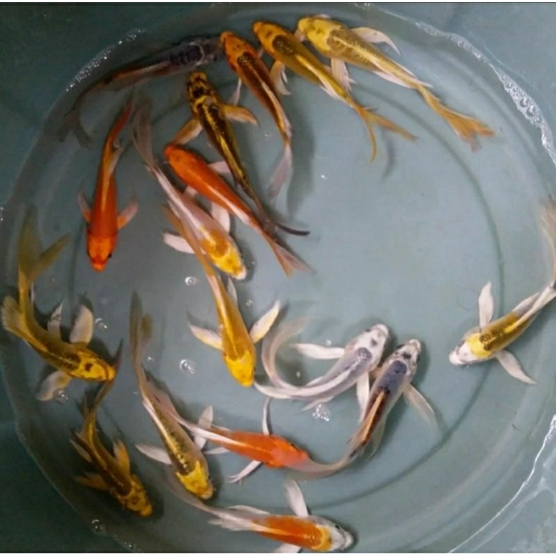 Jual paket 10 ekor koi metalik slayer kumpai | Shopee Indonesia