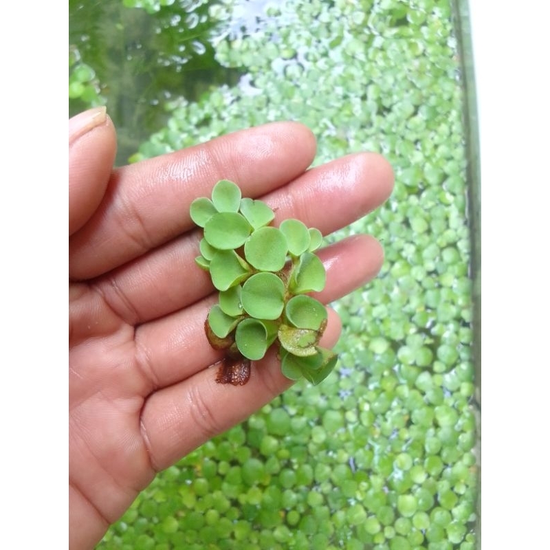 Jual Tanaman air salvinia minima/Tanaman apung/Tumbuhan air | Shopee ...