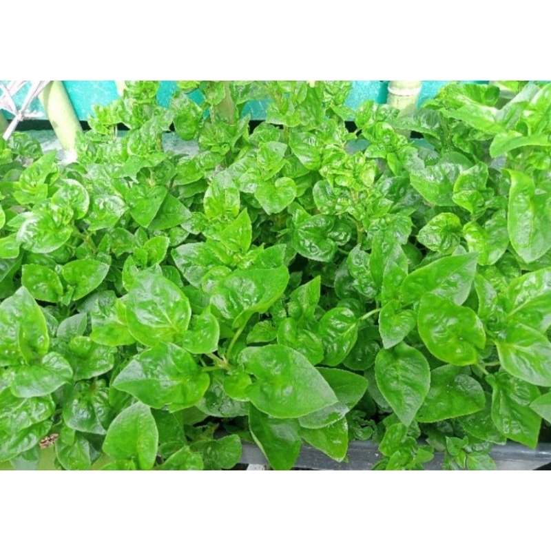 Jual bibit sayur bayam brazil cutting fress+media bisa berakar lbh ...