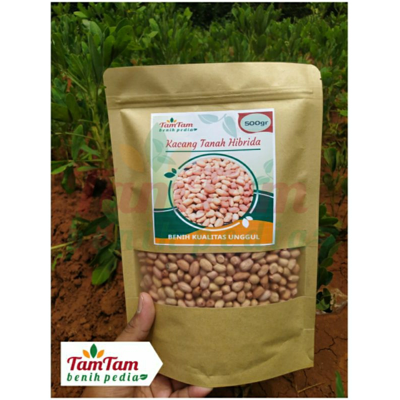 Jual Benih kacang tanah jumbo super hibrida varietas gajah 500gram ...