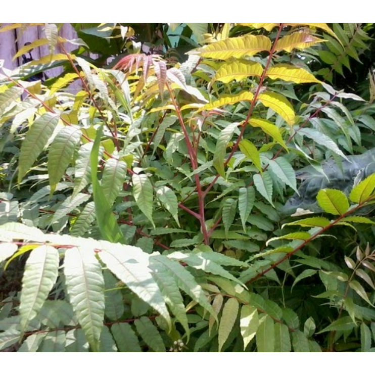 Jual DAUN SUREN SEGAR / Daun suren obat herbal aromatik kebuguran tubuh ...