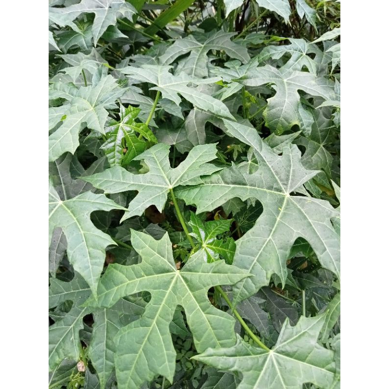 Jual Daun gedi/ Daun pepaya Jepang sayur 500 gr | Shopee Indonesia