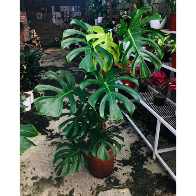 Jual Monstera king brazilian tinggi up 1meter / Monstera brazilian ...