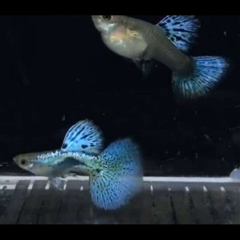 Jual new gappy mssbg (metal snake skine blue gress) | Shopee Indonesia