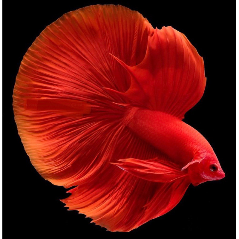 Jual cupang halfmoon super red, paling istimewa, ekor lebar warna cerah ...