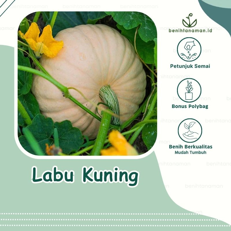Jual 2 Biji - Benih Labu Kuning / Waluh Unggul Berkualitas | Shopee ...