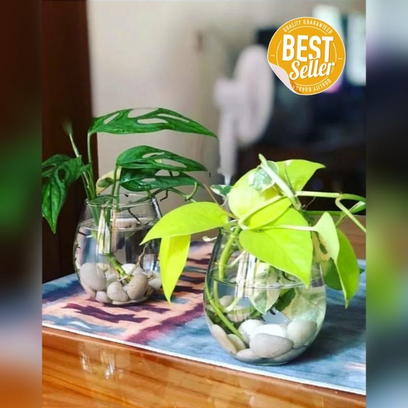 Jual (GRATIS BATU HIAS) Vas Bulat Pot Kaca Tanaman Air Estetik Vas Kaca ...