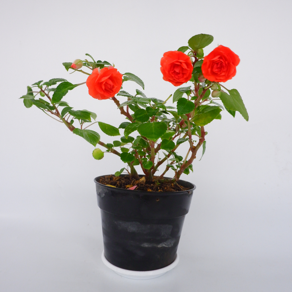 Jual Tanaman Bunga Pacar Air Tumpuk (Impatiens Walleriana) Bunga Tumpu ...