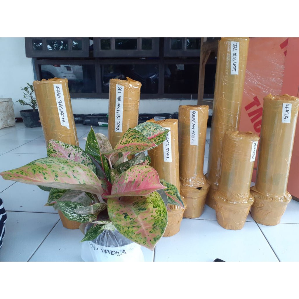 Jual packing aman | Shopee Indonesia