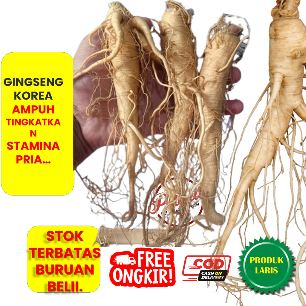 Jual PRODUK TERBARU GINGSENG KOREA GINGSENG MERAH Gingseng asli korea ...