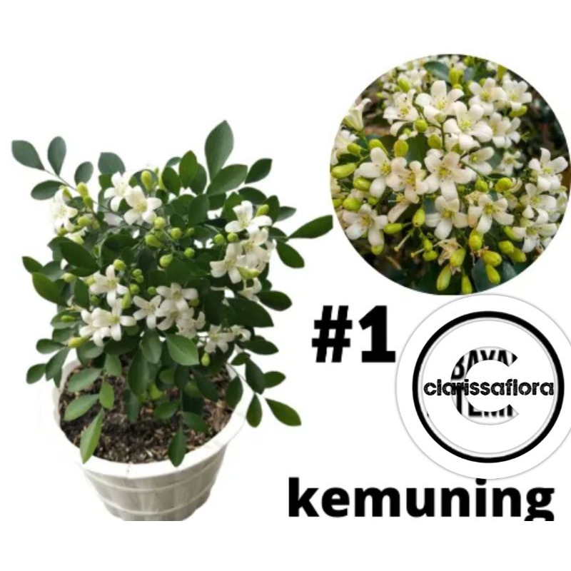Jual PROMO Tanaman hias kemuning Termurah | kemuning super wangi ...