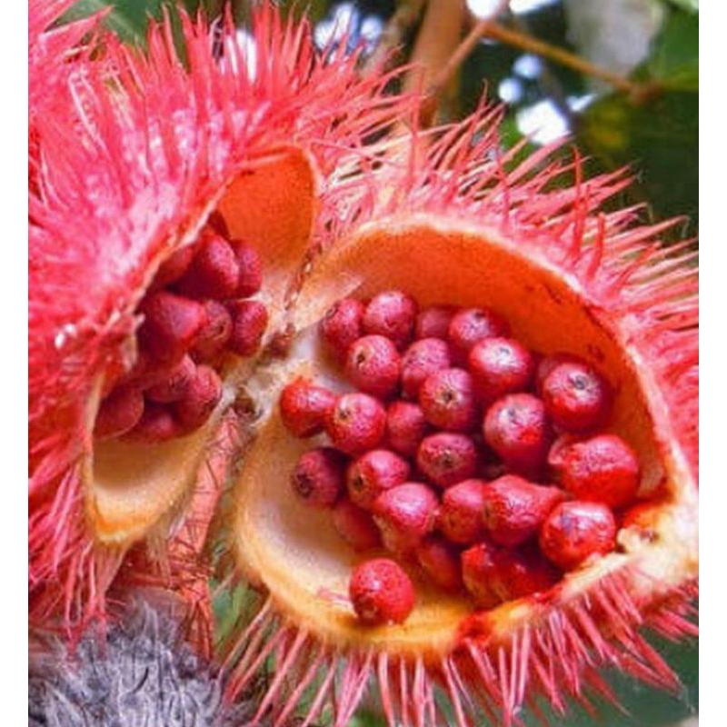 Jual ZWA Annato Seed/Biji Kesumba Keling 10 gram | Shopee Indonesia