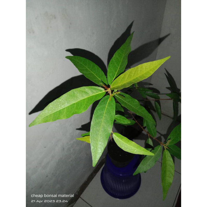 Jual LOA samurai Ficus Adenosperma mig | Shopee Indonesia