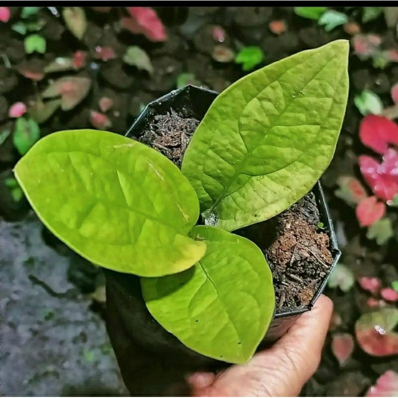 Jual Anthurium jemani golden | Shopee Indonesia