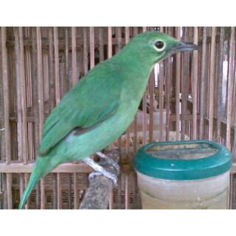 Jual Burung Cak Ijo Betina Rawatan | Shopee Indonesia