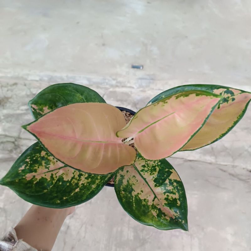 Jual bunga aglonema sultan Brunei | Shopee Indonesia