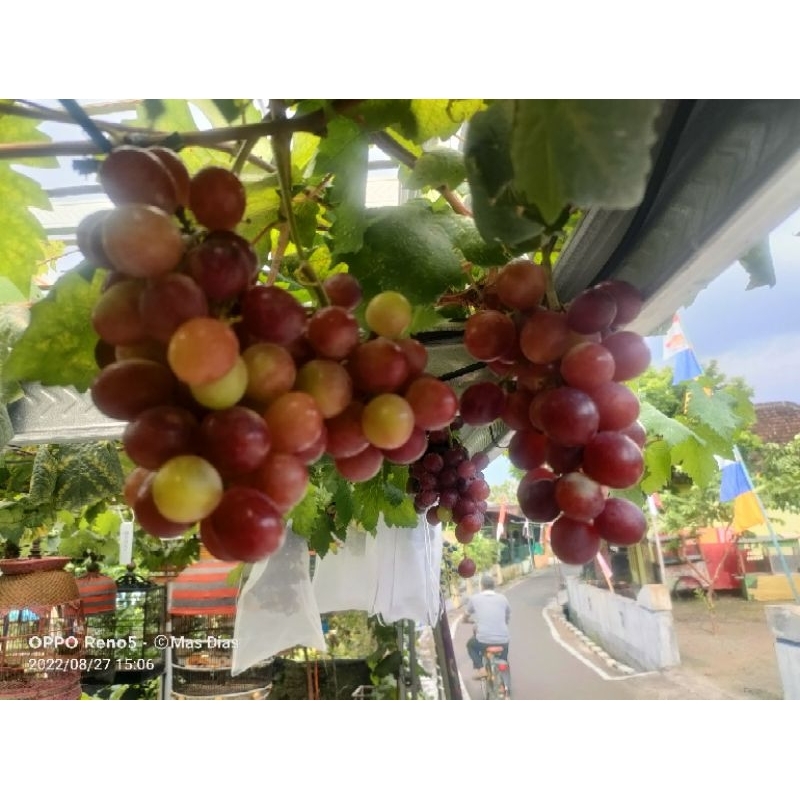 Jual Bibit Anggur Everest aka Sansekerta | Shopee Indonesia