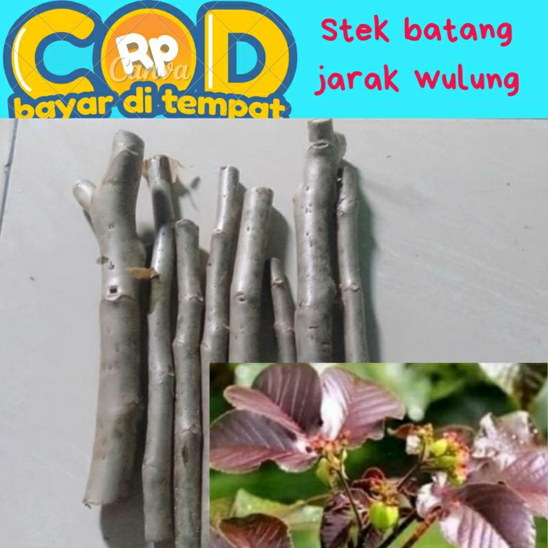 Jual Stek batang jarak wulung | Shopee Indonesia