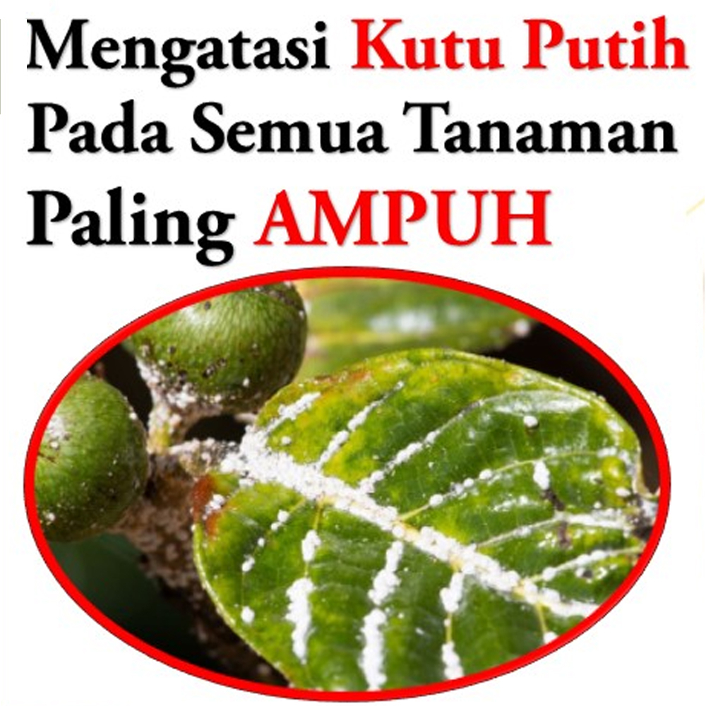 Jual Pembasmi hama kutu / Jamur untuk semua jenis Tanaman | Shopee ...