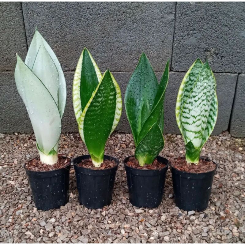 Jual Sansevieria Sansivera Sanse Indoorplant | Shopee Indonesia