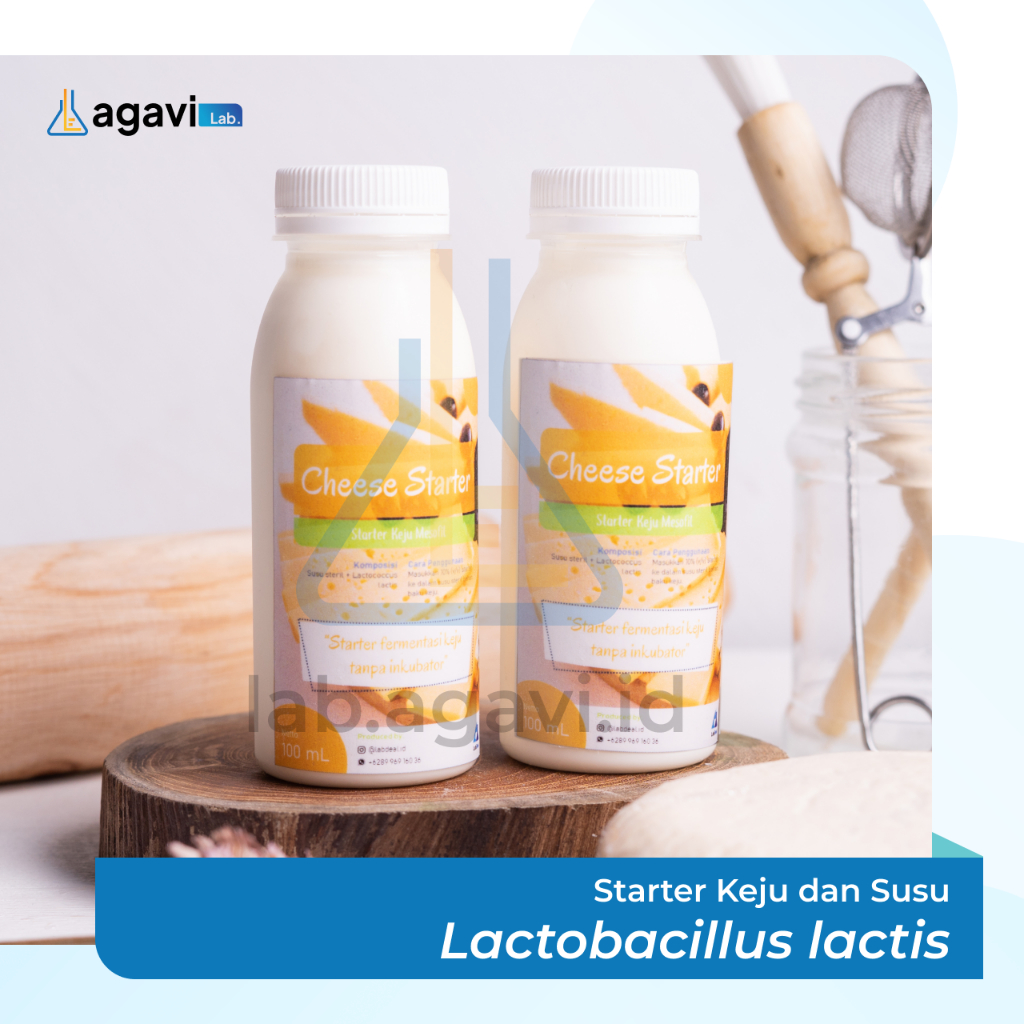 Jual Starter Keju dan susu Lactobacillus lactis (Cheddar Cheese ...